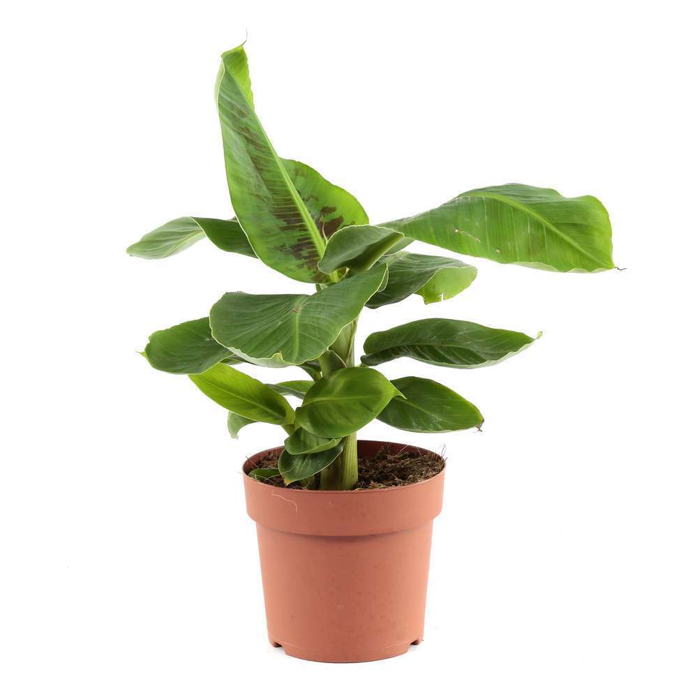 Bananier : H.50/70 cm pot | Truffaut