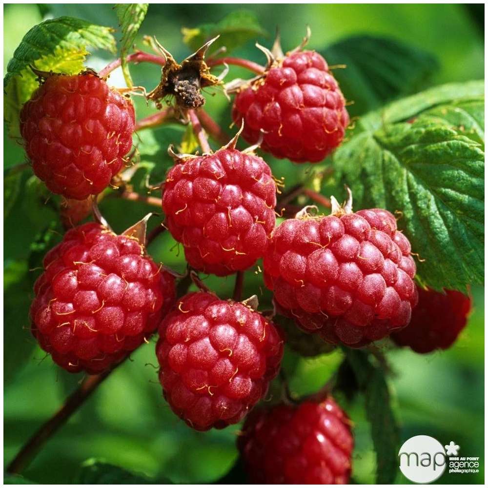Framboisier 'Héritage' : pot de 1,5 litres | Truffaut