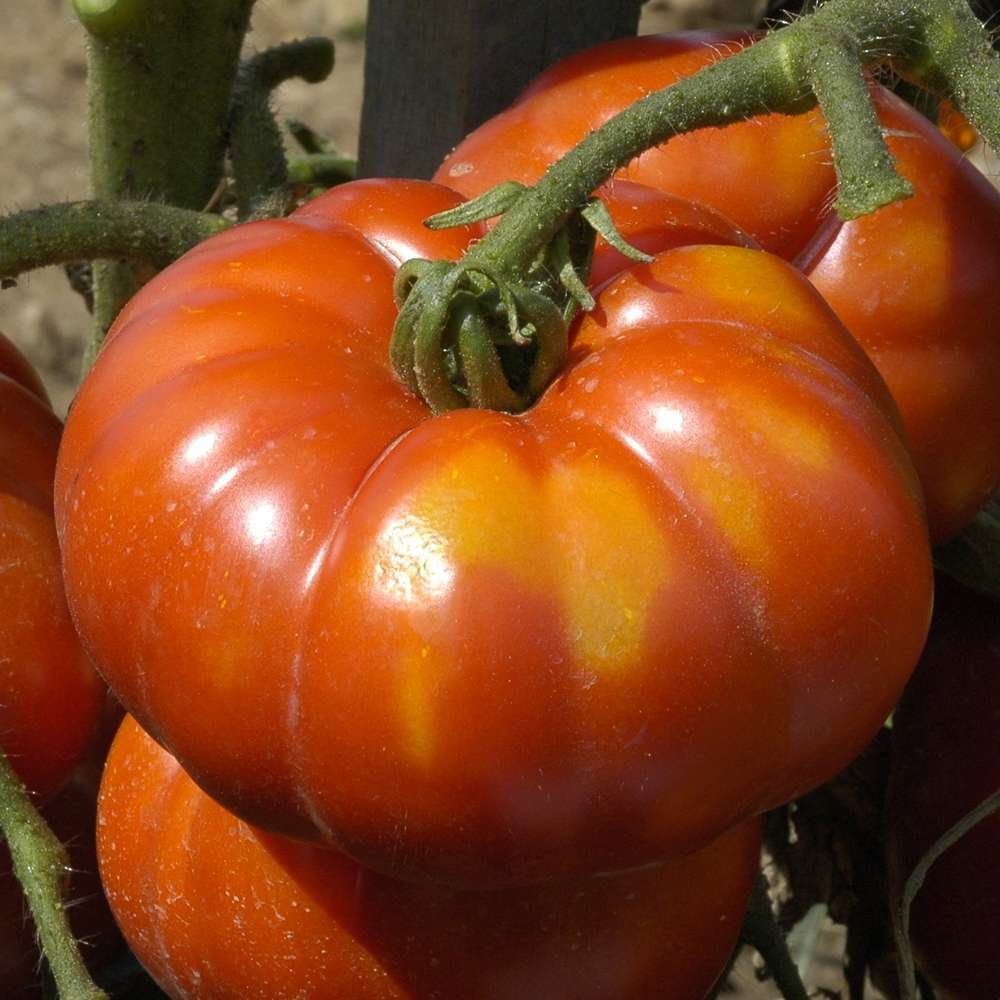 Tomate super Marmande : barquette de 6 plants | Truffaut