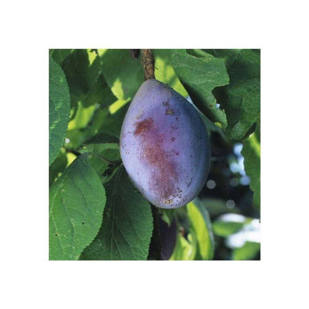 Prunier Quetsche d'Alsace : demi tige prêt à planter | Truffaut
