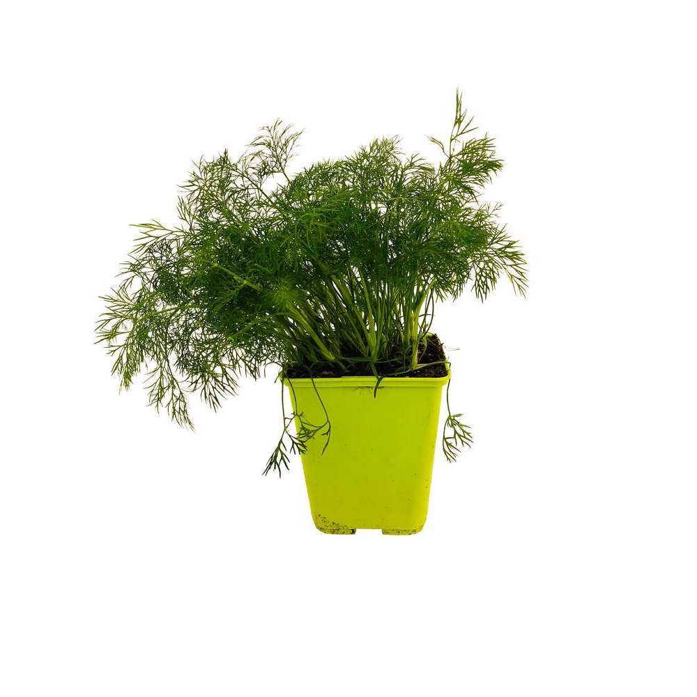 Aneth : conseils de plantation et de culture | Truffaut