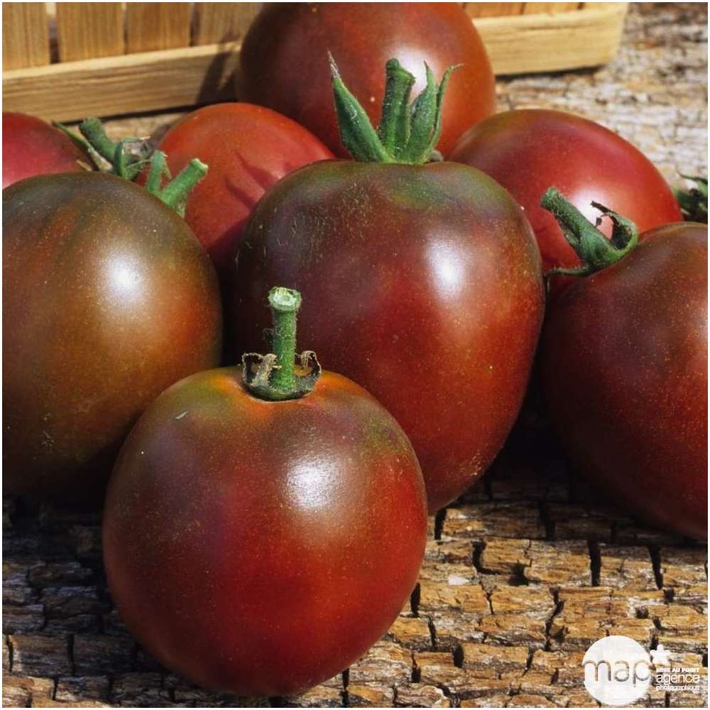 Tomate noire Crimée : C 0.5L | Truffaut