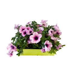 Fleurs de saison - Plantes d'extérieur | Page 8 | Truffaut
