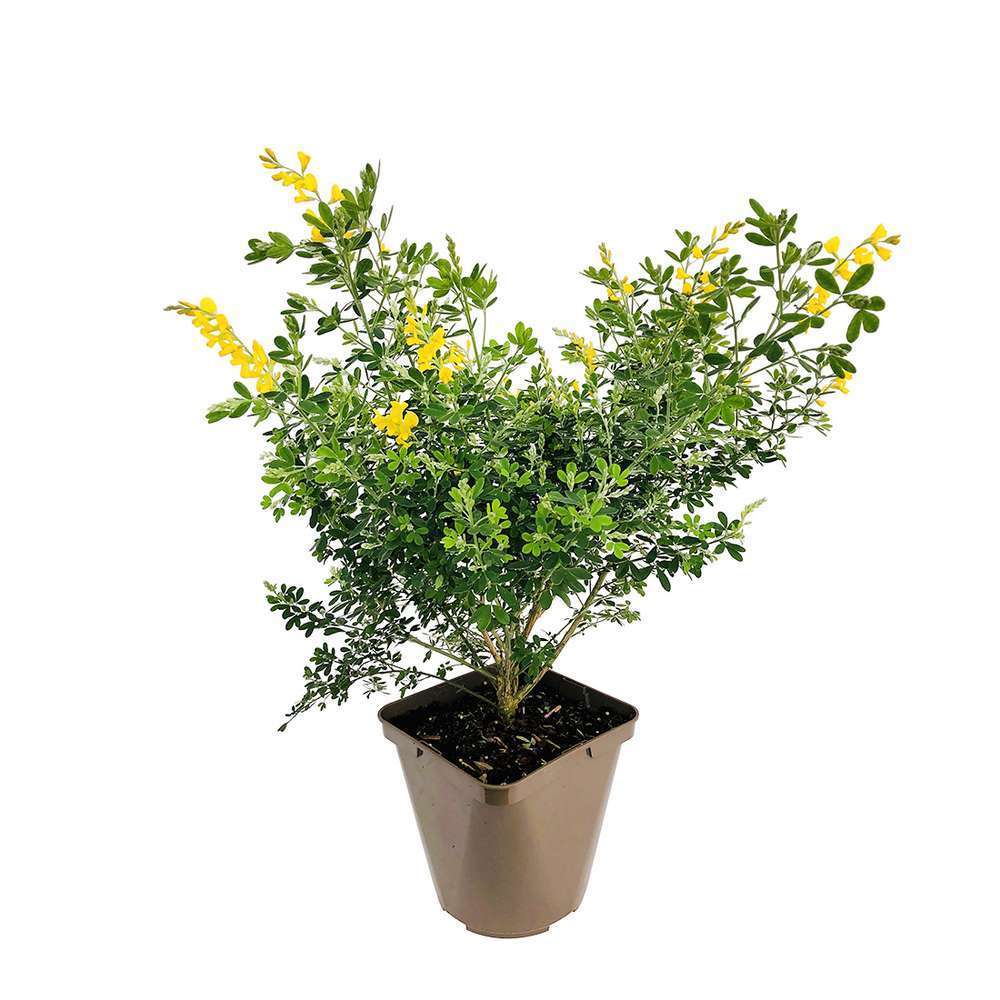 Genista X Porlock : H30/40cm Pot 3L | Truffaut