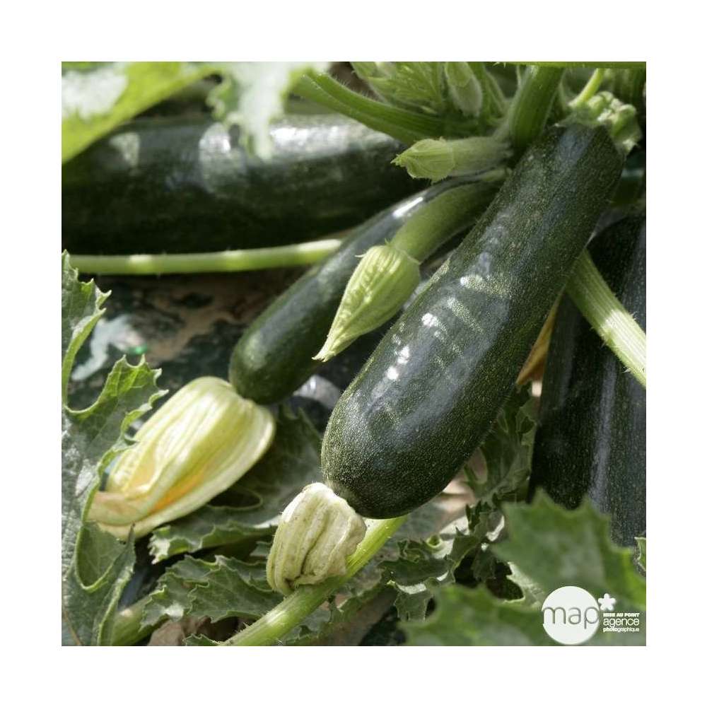 Plant de courgette 'Astia' F1 : pot de 0,5 litre | Truffaut