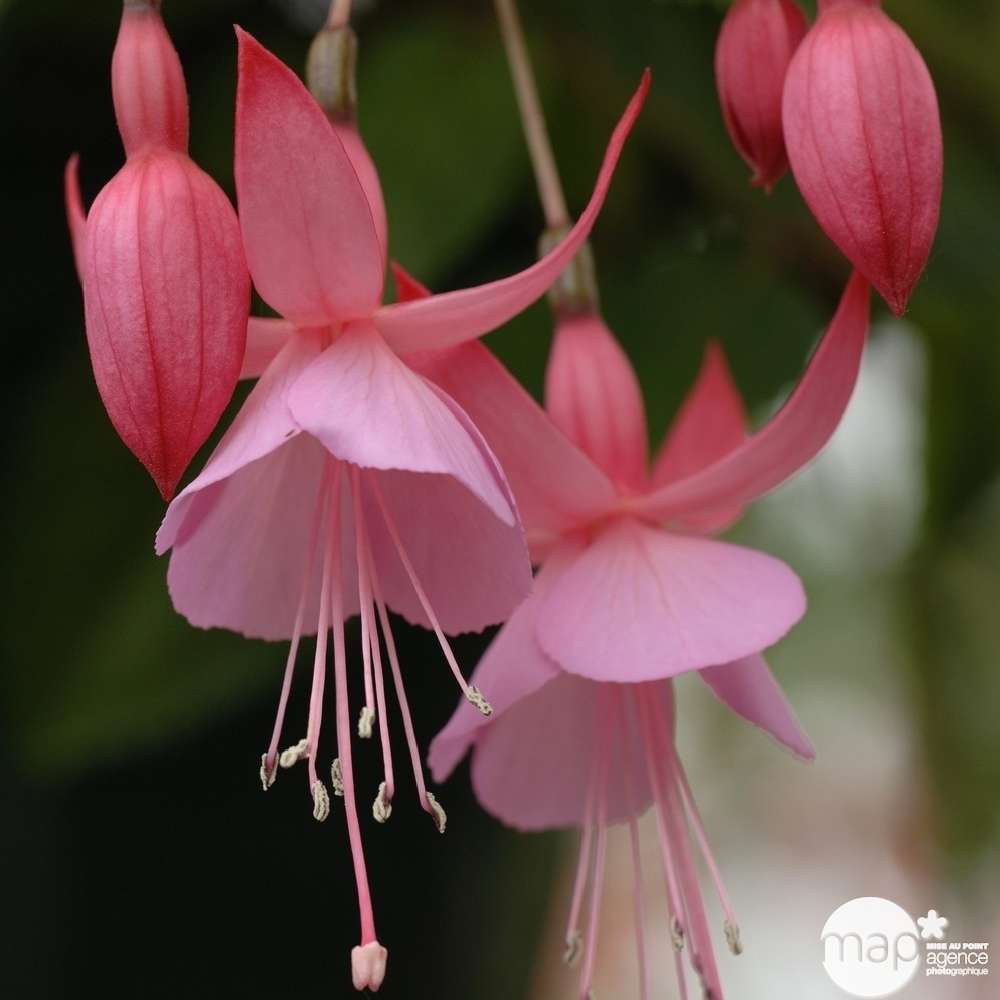 Fuchsia Beacon Rosa : godet vert | Truffaut