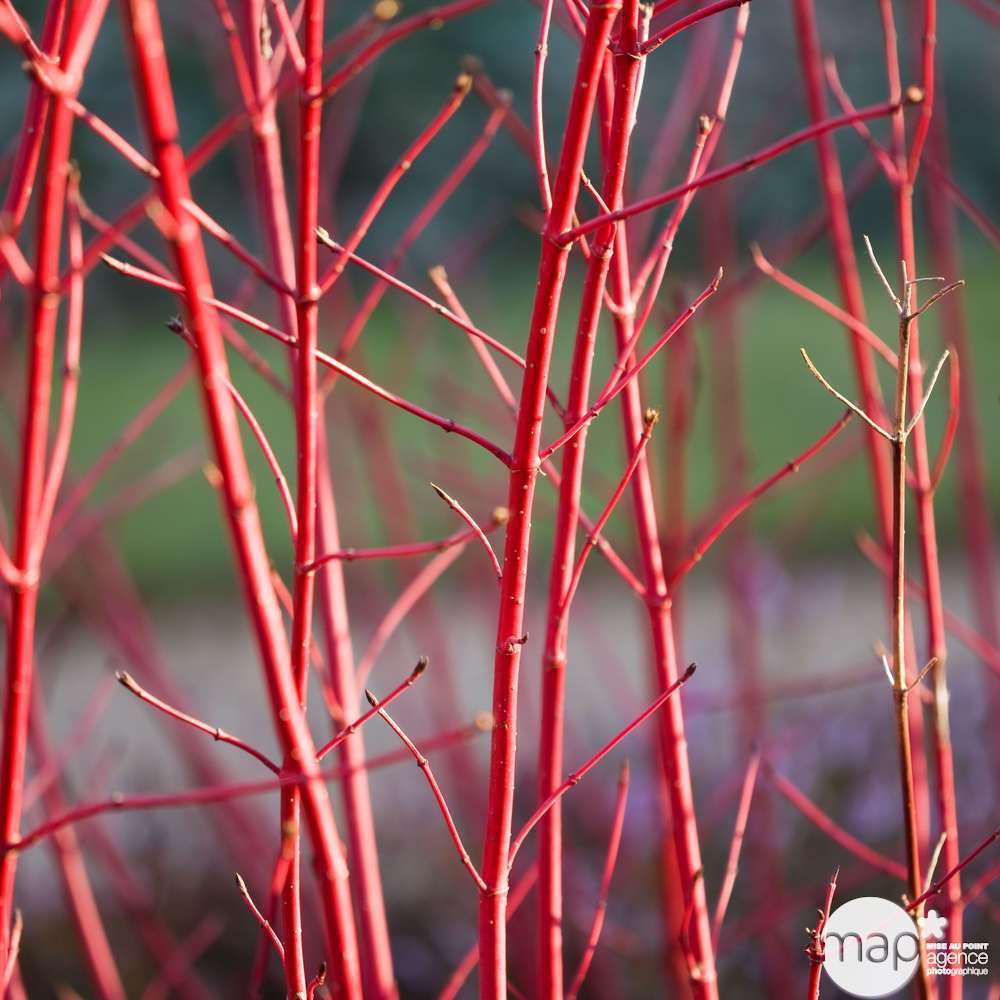 Cornus alba ' Baton Rouge ® ' : ctr 10 litres | Truffaut
