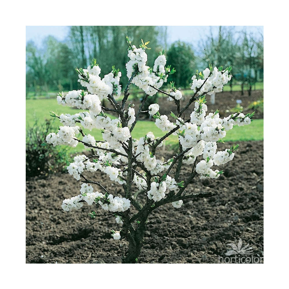 Les différents types de pruniers | Truffaut