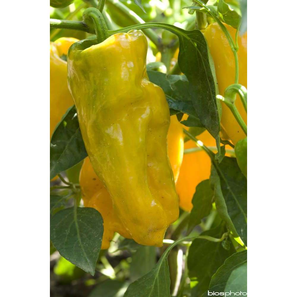 Plant de poivron 'Petit Marseillais' : pot de 0,5 litre | Truffaut