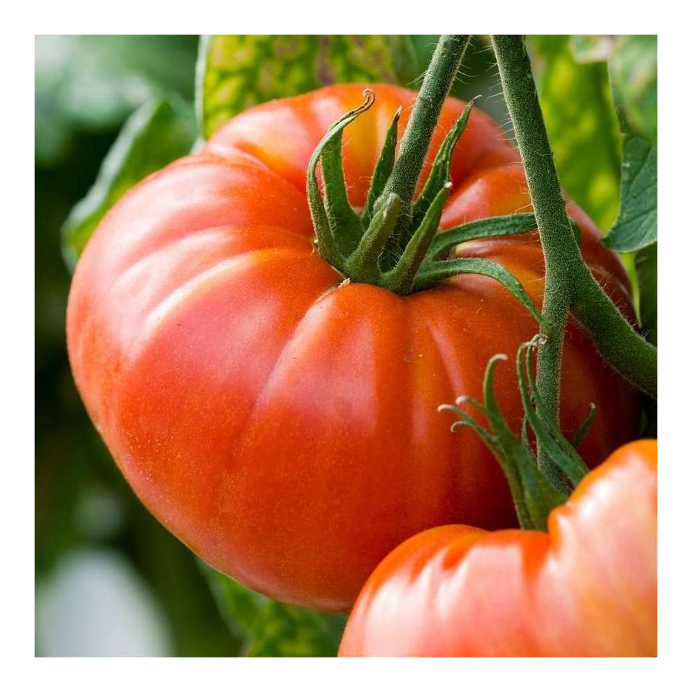 Plant de tomate 'Beefmaster' F1 greffée : pot de 1 litre | Truffaut