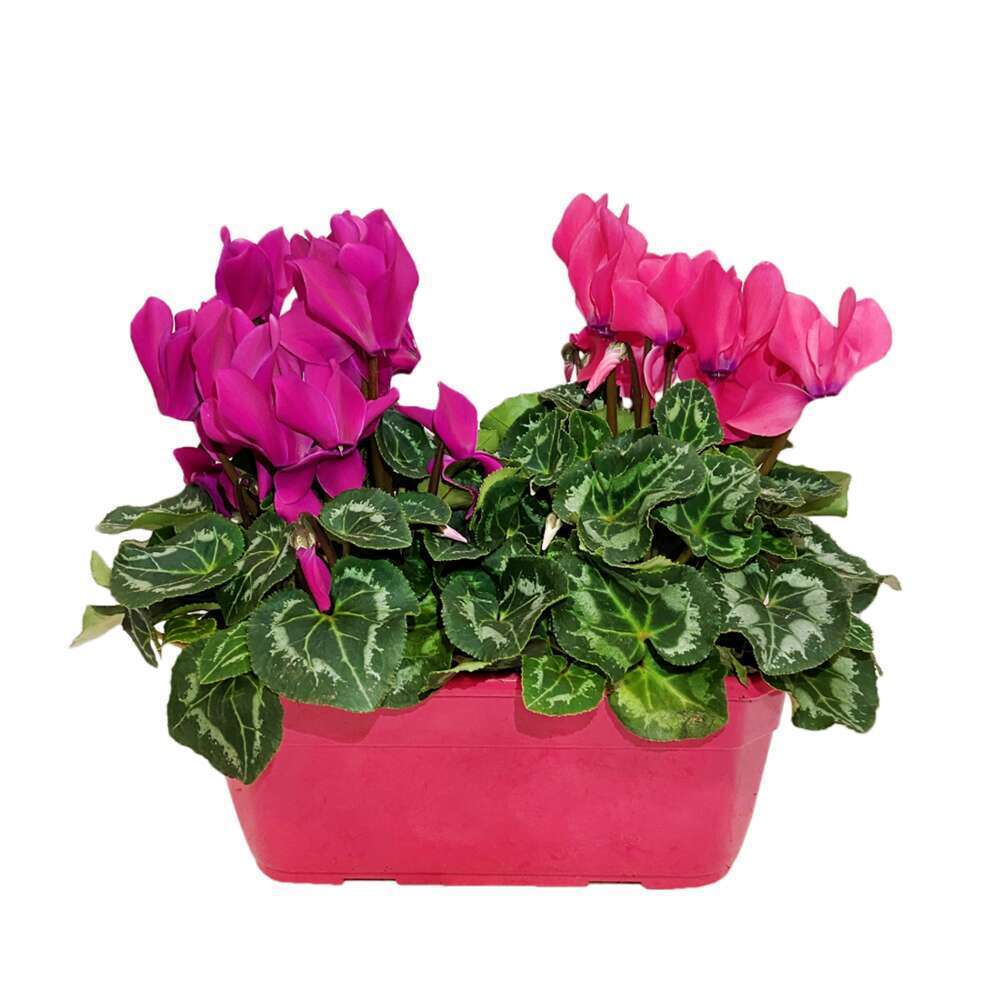 Mini cyclamen : jardinière 25 cm - Coloris variables | Truffaut