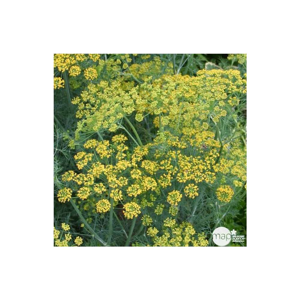 Aneth : conseils de plantation et de culture | Truffaut