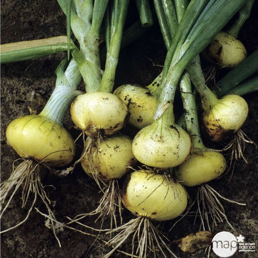 Plants d'oignons jaunes 'Paille des Vertus' : barquette de 50 plants ...