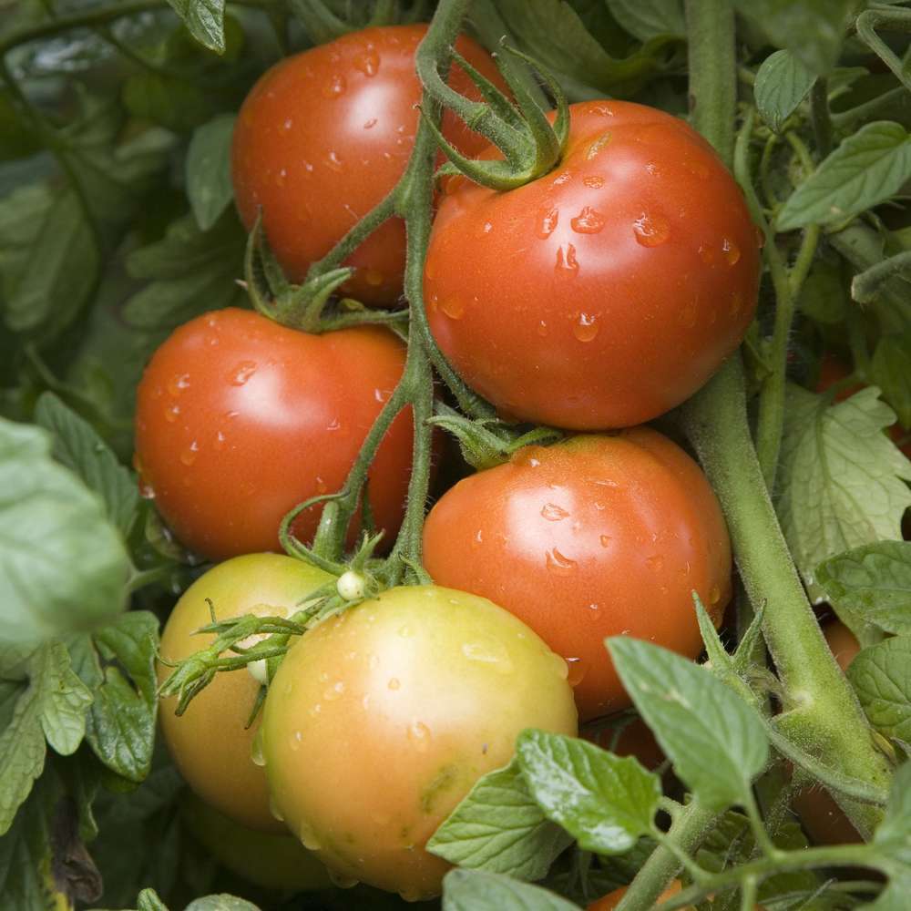 Plant de tomate 'Fournaise' F1 bio : pot de 0,5 litre | Truffaut