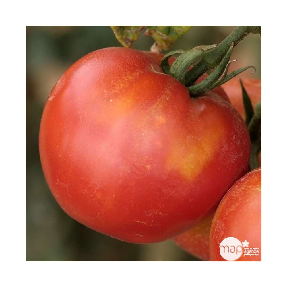 Plants de tomates 'Fandango' F1 bio : barquette de 6 plants | Truffaut