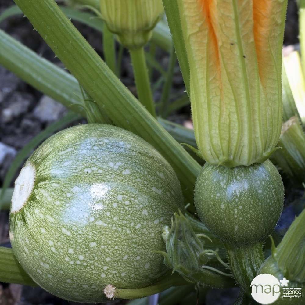 Plant de courgette 'Ronde de Nice' bio : pot de 0,5 litre | Truffaut