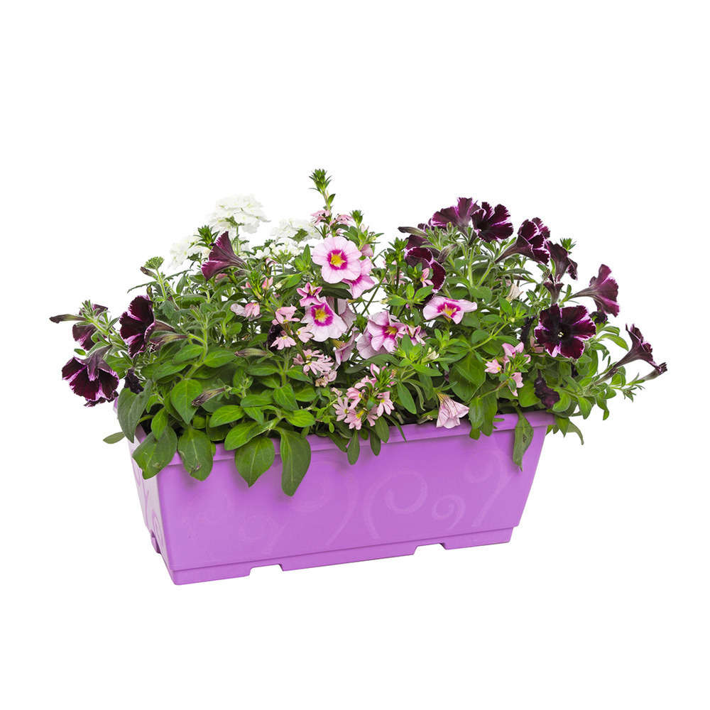 Truffaut Plantes Exterieur