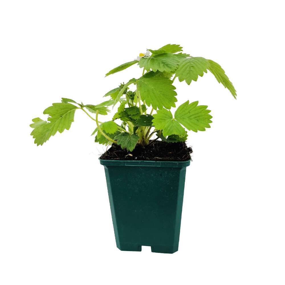 Plant de fraisier 'Fraise des Bois' bio : en godet | Truffaut