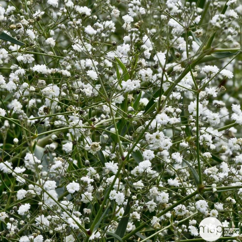 Gypsophile:pot couleur diamètre 19 cm | Truffaut