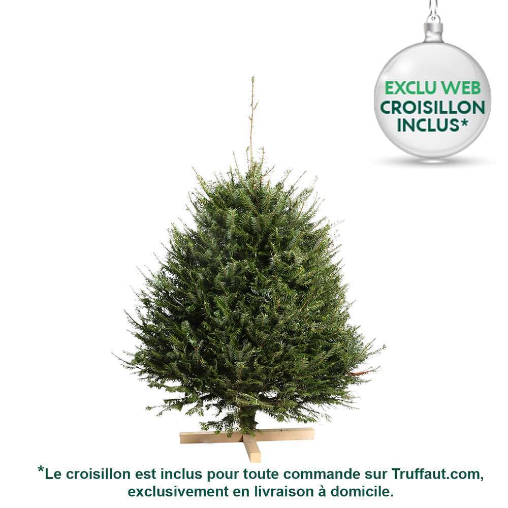 Sapins de Noël naturels : nordmann, epicea | Truffaut