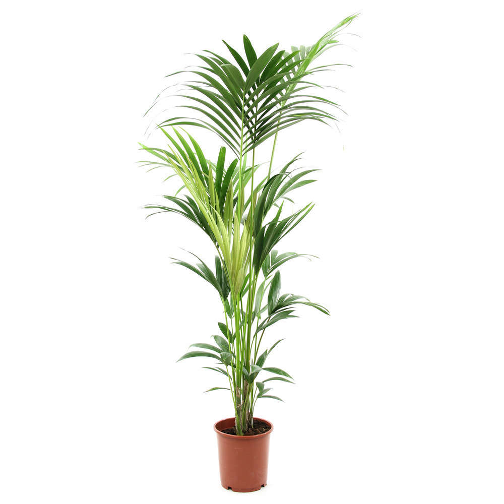 Palmiers d'intérieur : cycas, kentia, areca | Truffaut