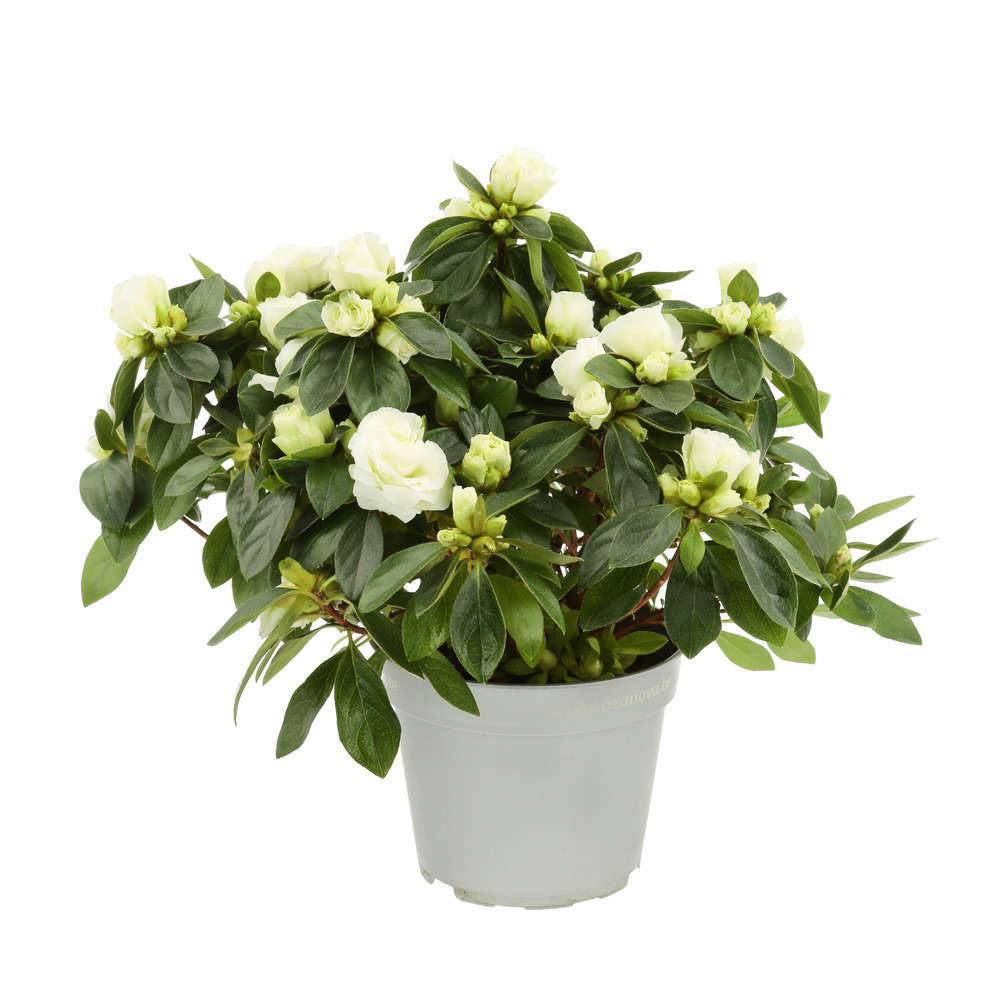 Azalée - Plantes d’intérieur | Truffaut