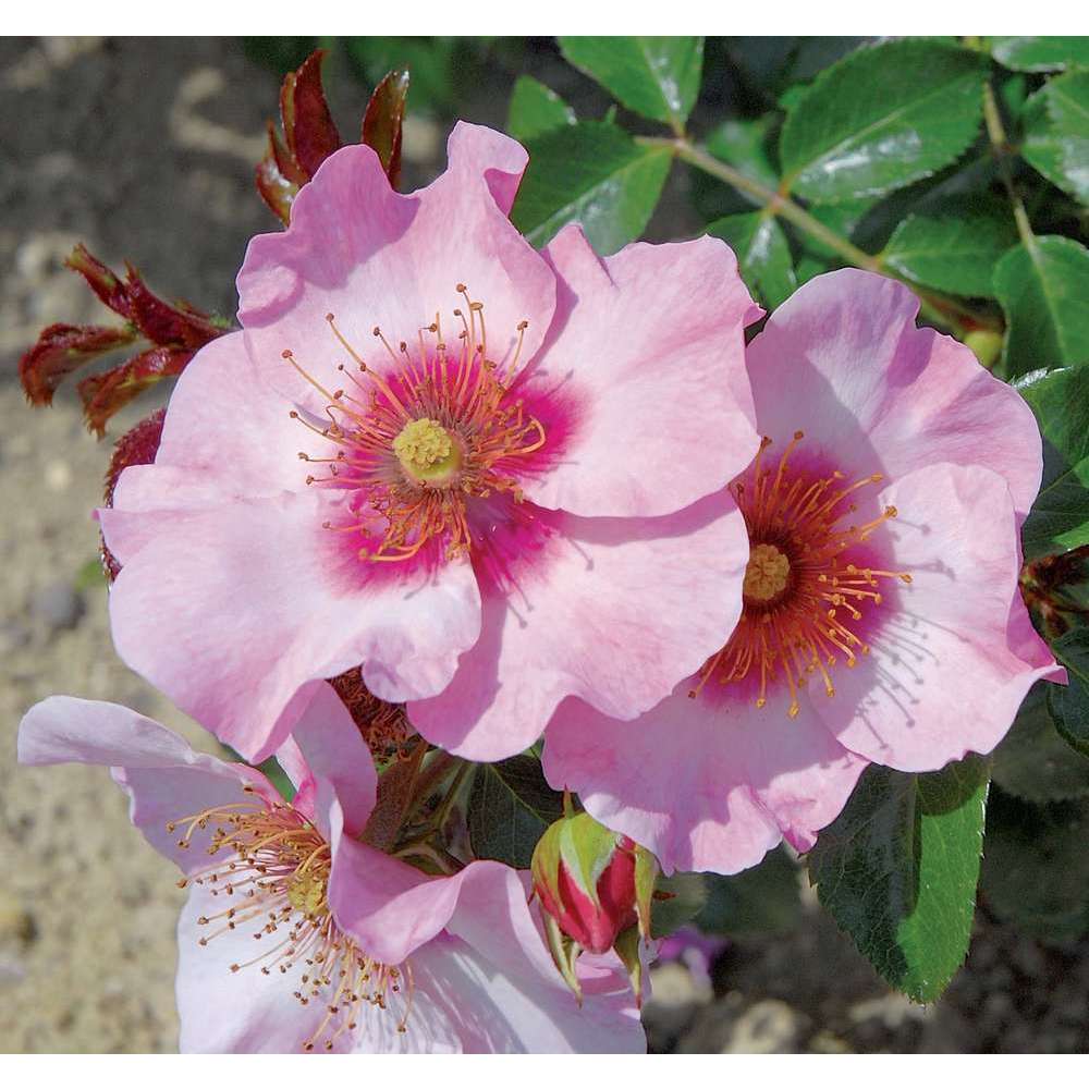 Rosiers parfumés, grimpants, buissons | Truffaut