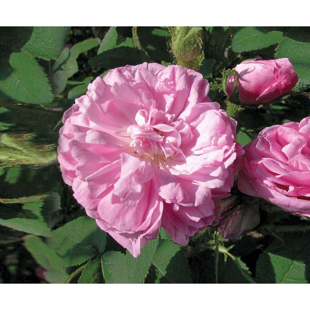Rosiers parfumés, grimpants, buissons | Truffaut