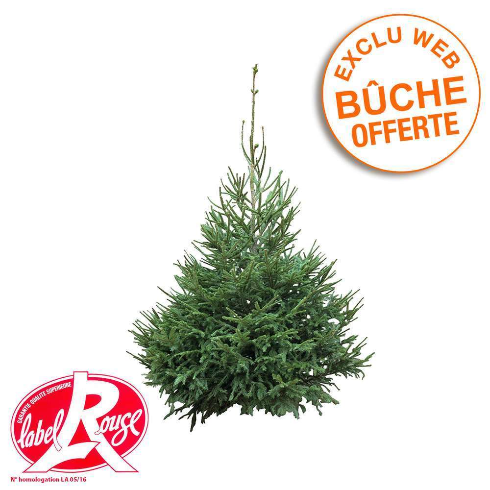 Sapins de Noël naturels : nordmann, epicea | Truffaut