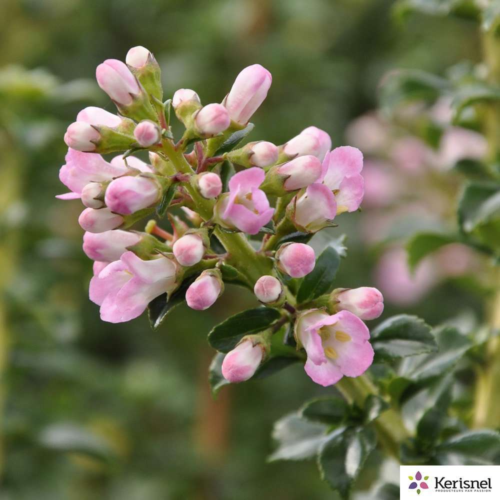 Arbre et arbuste persistant : bien le choisir | Truffaut