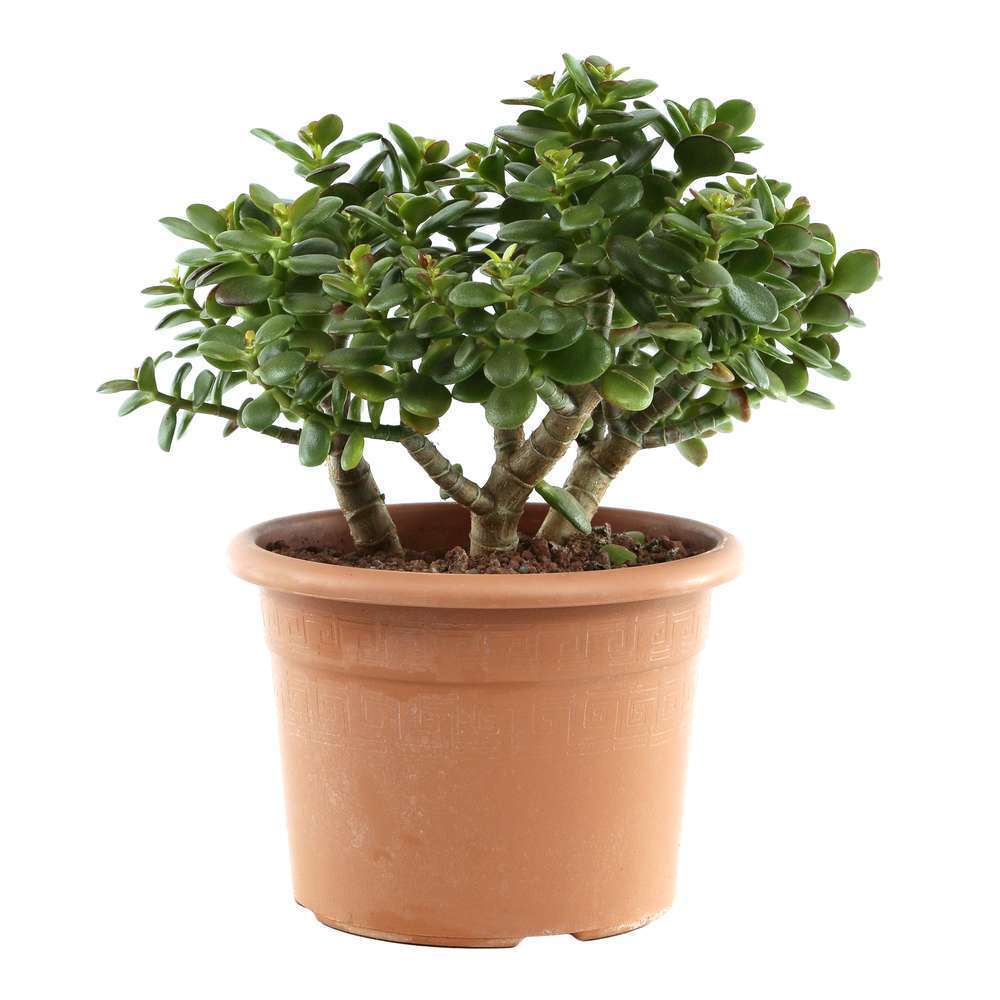 Crassula : variétés, plantation et entretien | Truffaut