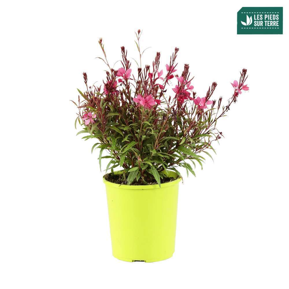 Gaura rose : C2L | Truffaut