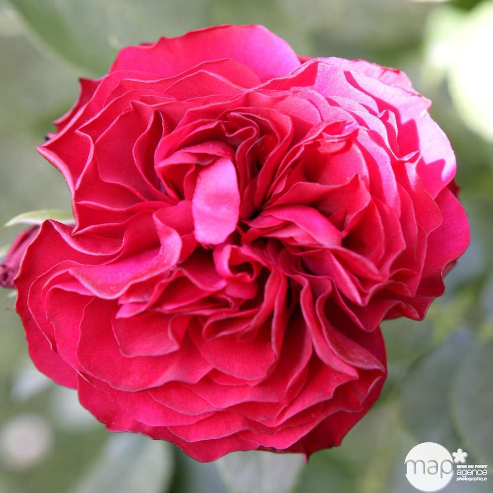 Rosiers parfumés, grimpants, buissons | Truffaut