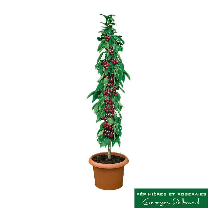 Cerisier colonnaire Hong Kong® | Truffaut