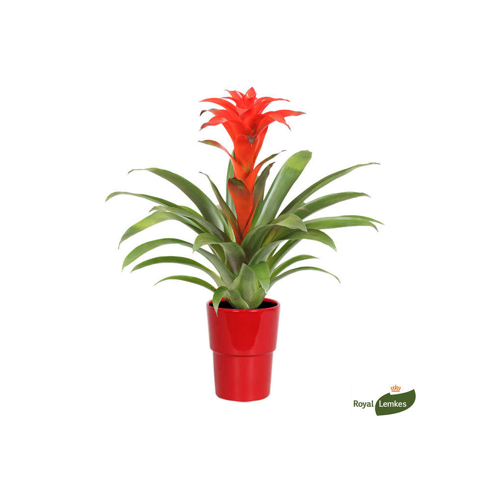 Broméliacées : plantation, entretien | Truffaut