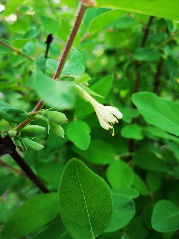 Chèvrefeuille : conseils et entretien | Truffaut