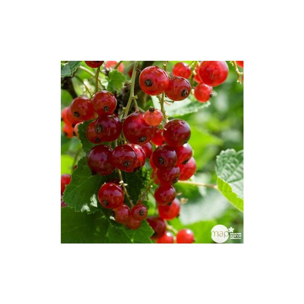 Groseillier à grappes 'Jonkheer van Tets' bio: pot 1,5 litres | Truffaut