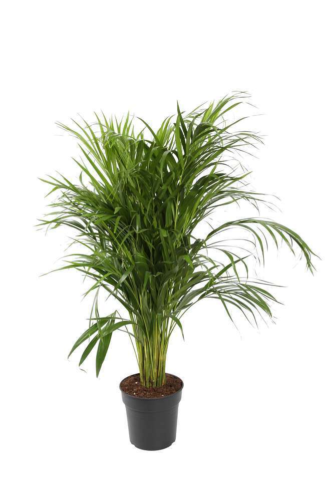 Palmiers d'intérieur : cycas, kentia, areca | Truffaut