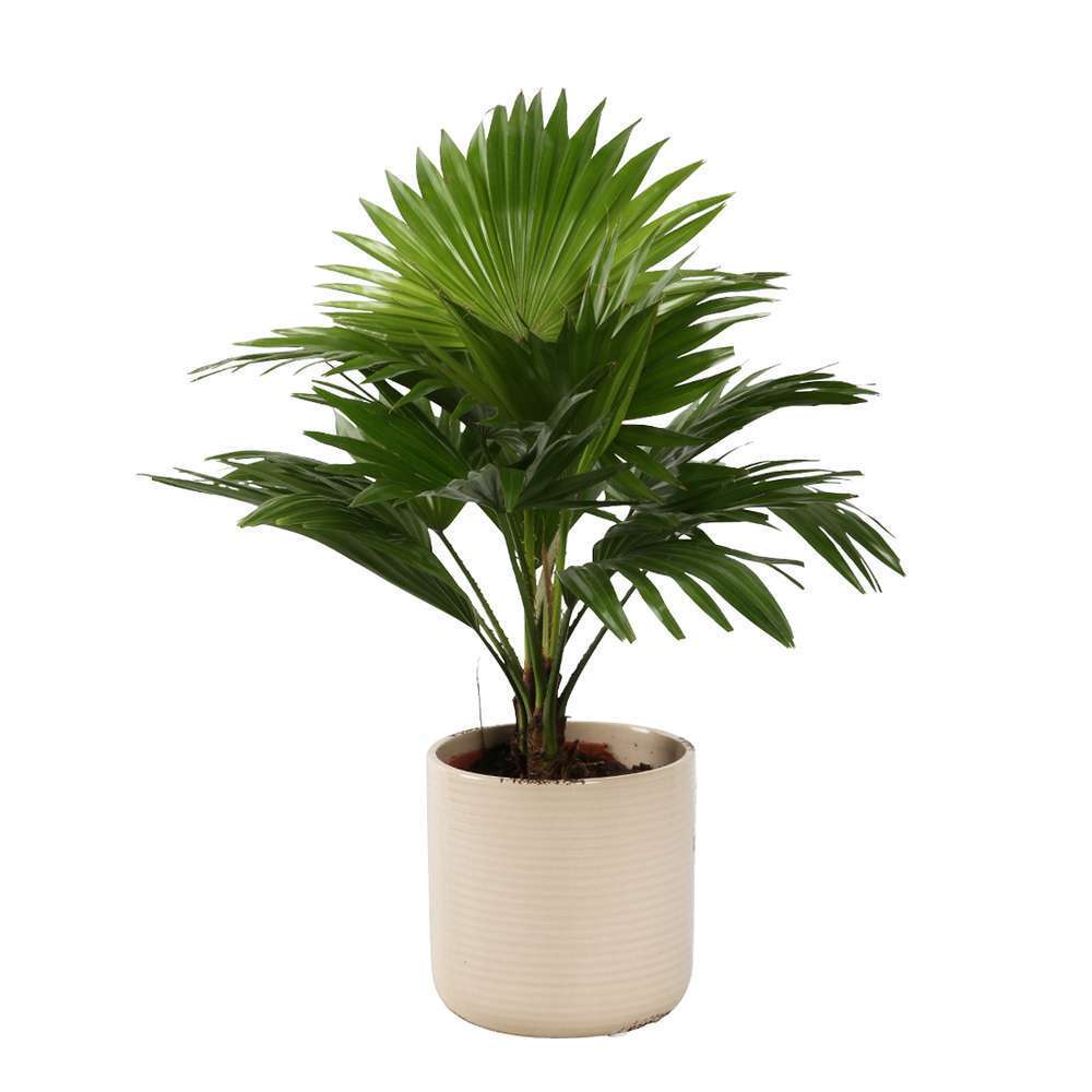 Palmiers d'intérieur : cycas, kentia, areca | Truffaut