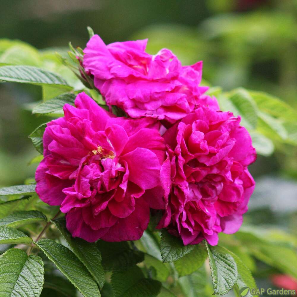 Rosiers Rose | Truffaut