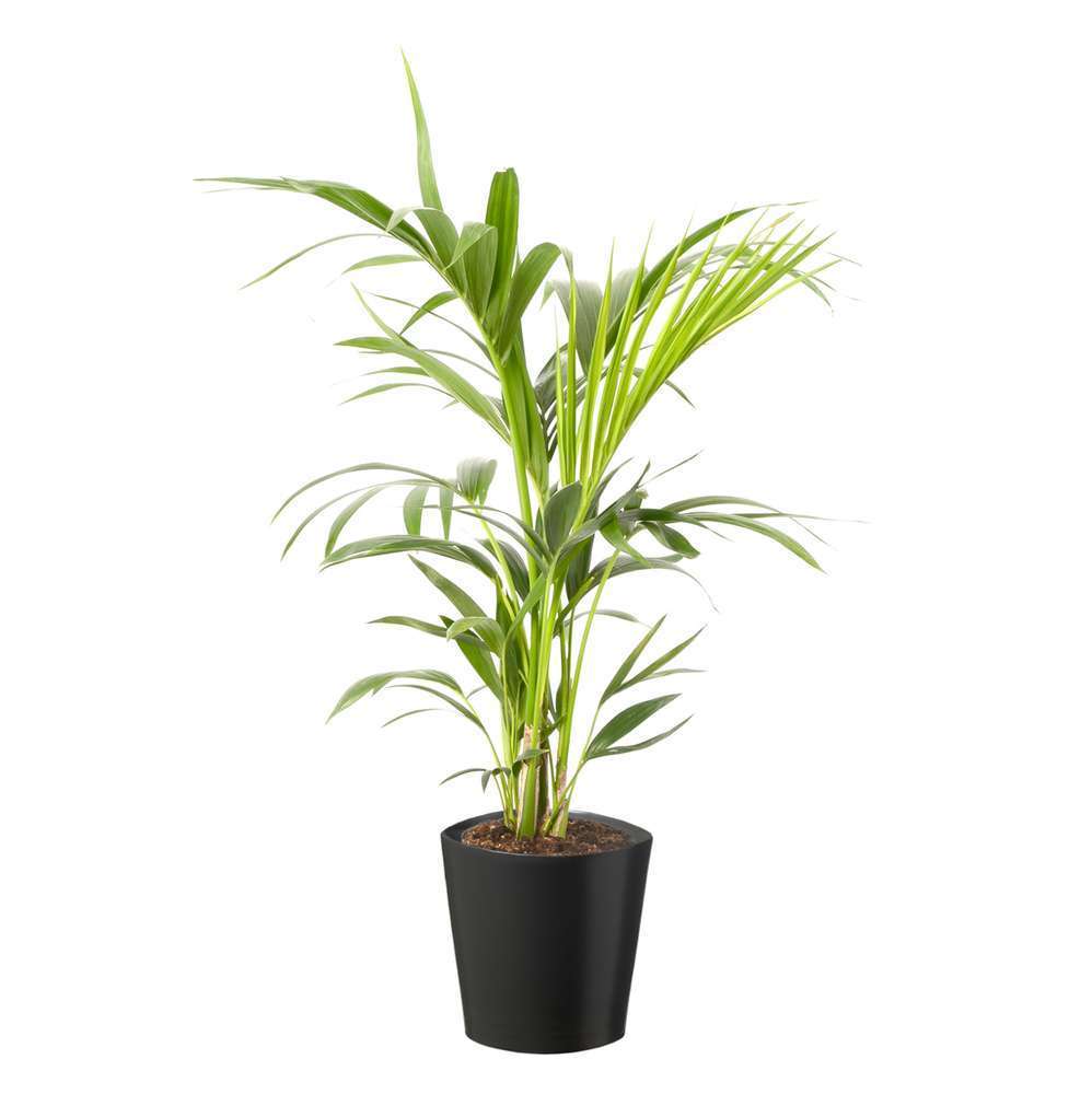 Palmiers d'intérieur : cycas, kentia, areca | Truffaut