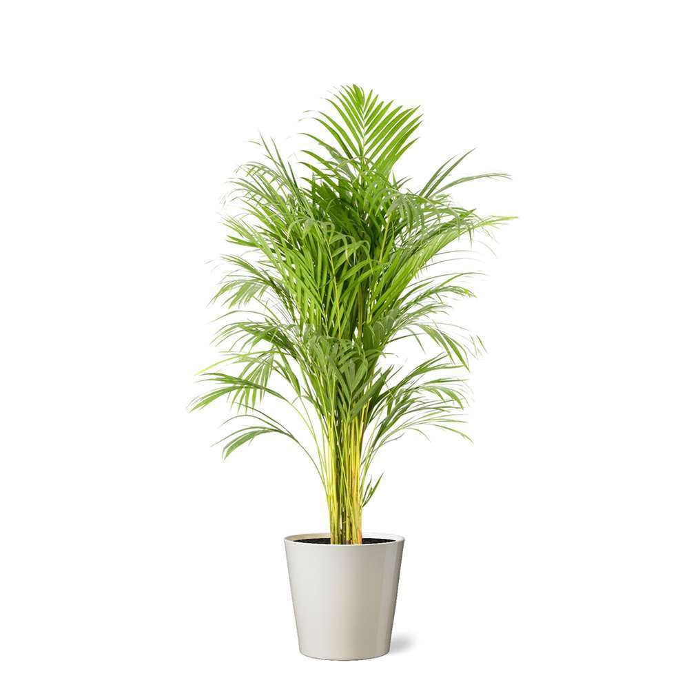 Palmiers d'intérieur : cycas, kentia, areca | Truffaut