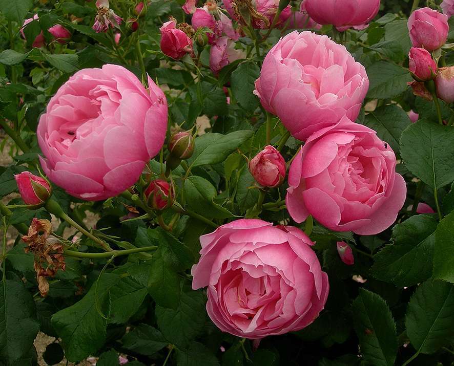 Rosiers parfumés, grimpants, buissons | Truffaut