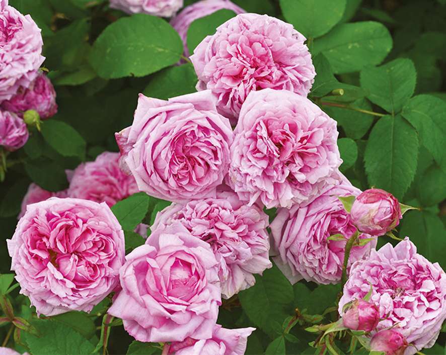 Rosiers parfumés, grimpants, buissons | Truffaut