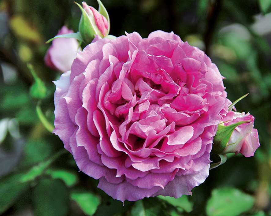 Rosiers parfumés, grimpants, buissons | Truffaut