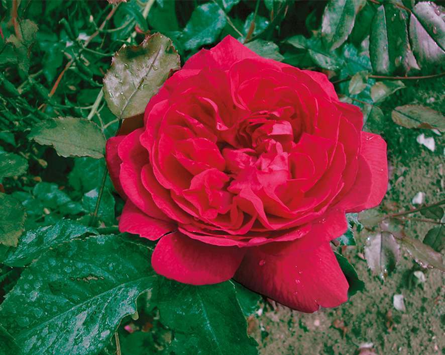 Rosiers parfumés, grimpants, buissons | Truffaut