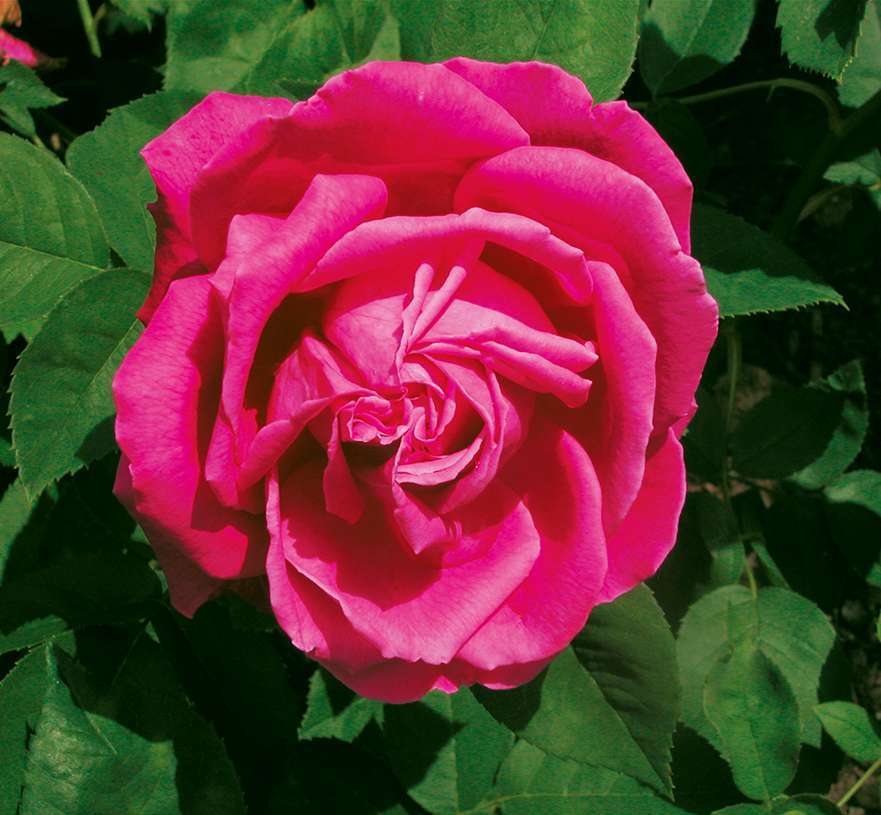 Rosiers parfumés, grimpants, buissons | Truffaut