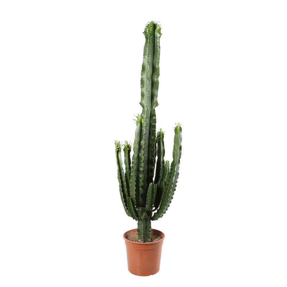 Cactus, cactées, plantes grasses et succulentes | Truffaut
