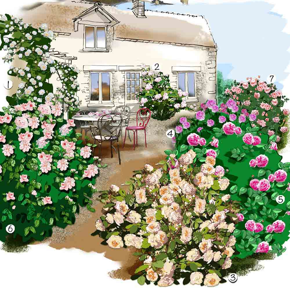 Collection de roses n°2 - Idées d'aménagement | Truffaut