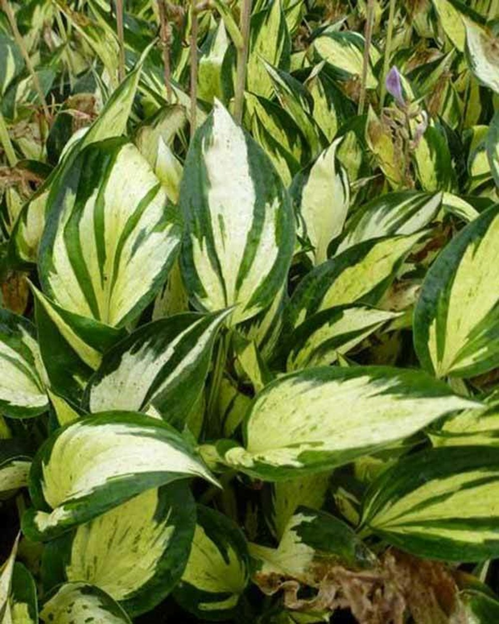 Hosta pathfinder - le pot / ø 9cm | Truffaut